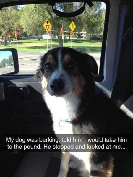 38 Hilarious Animal Pictures That Will Have You ROFL - The Funny Beaver