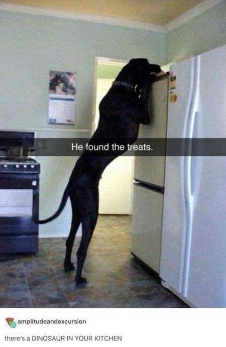 38 Hilarious Animal Pictures That Will Have You ROFL - The Funny Beaver