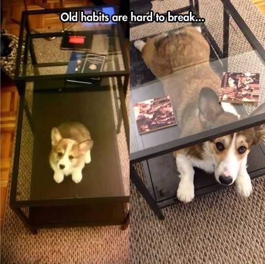 30 Funny Dog And Animal Pictures We Just Had To Unleash