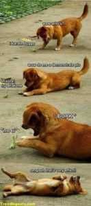 27 Hilarious And Funny Animal Memes That Will Thrill Your Soul