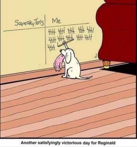 30 Adorable Dog Memes To Laugh At