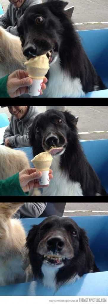 35 Funny Animals Can't Stop Laughing - The Funny Beaver