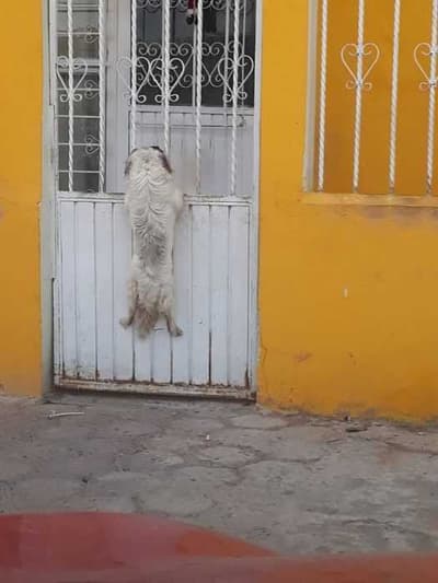 Dog Stories: Adorable Pooch Struggles To Peek Over A Gate. You Won't ...