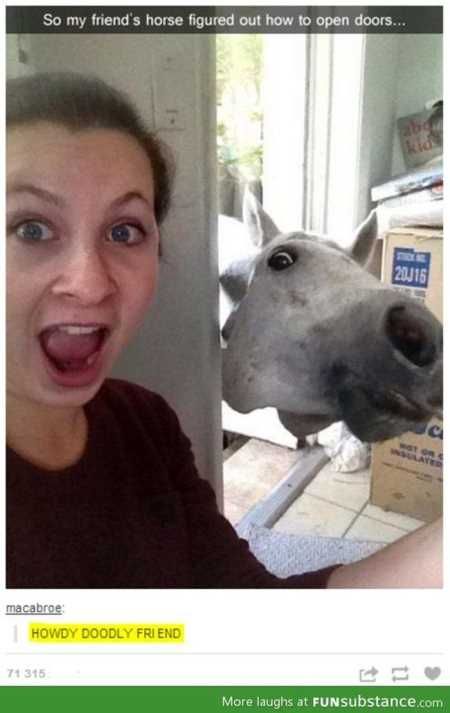 38 Hilarious Animal Pictures That Will Have You ROFL - The Funny Beaver