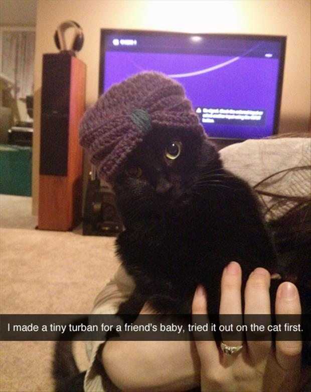 The-cat-turban | The Funny Beaver