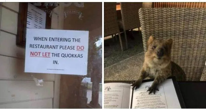 30 Hilariously Goofy Animals To Brighten Up Your Day 30 Hilariously Goofy Animals To Brighten Up Your Day
