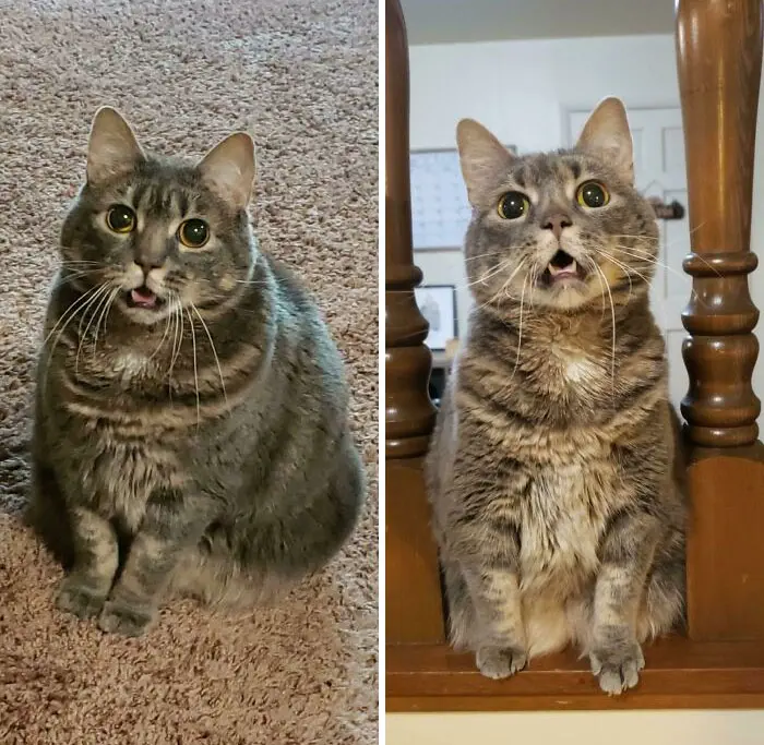 30 Heartwarming Fat Cat Weight Loss Transformations