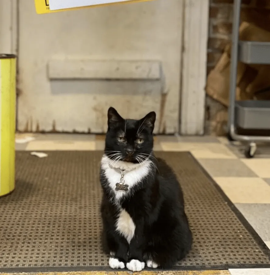 30 Hilarious Photos Of Cats Behaving Like They Rule The Wo