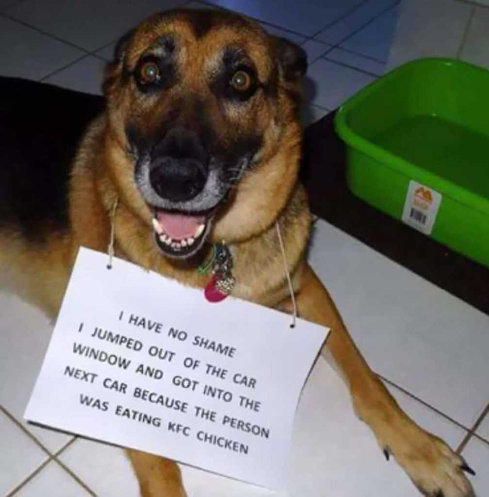 33 Hilarious Dog Pictures