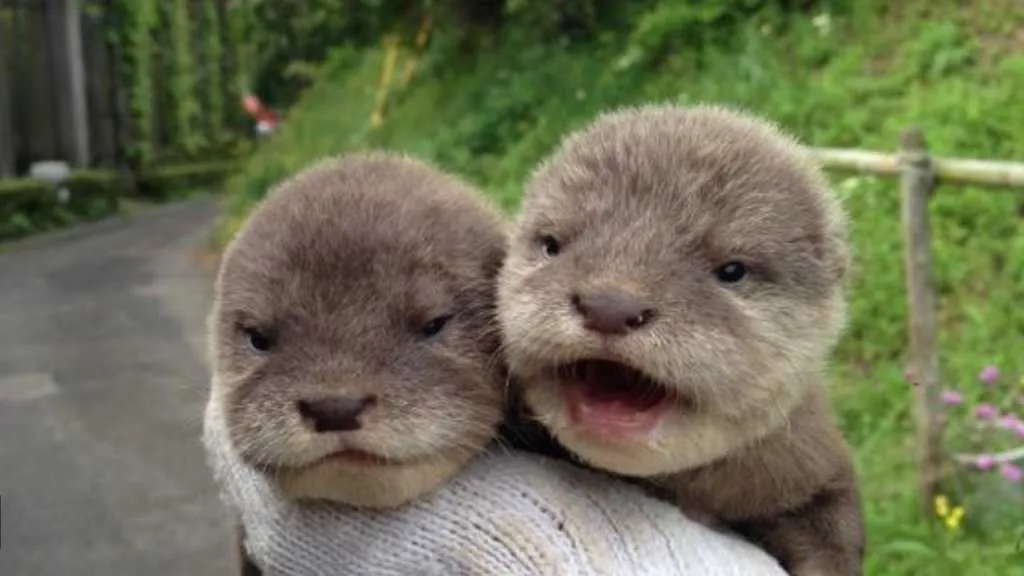 23 Otter Pictures That Prove Otters Are Just Silly Wet Sea Cats | The ...