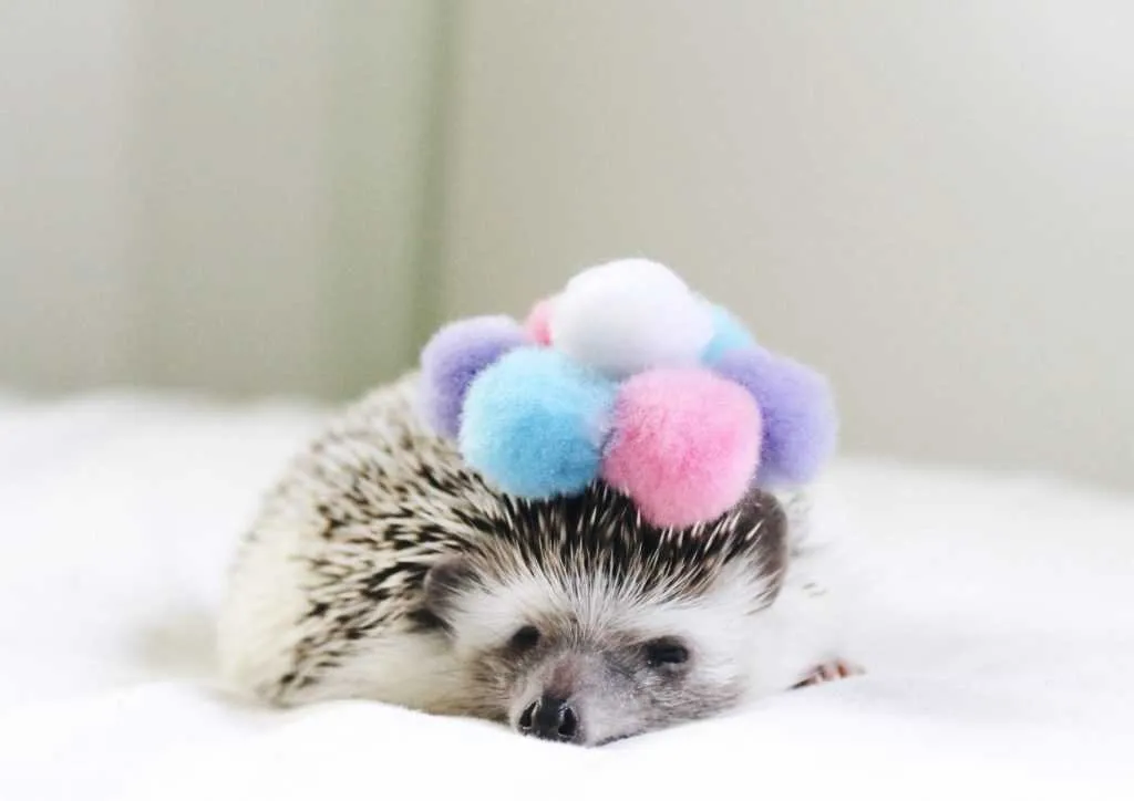 24 Cute Hedgehog Pictures That Show Some Spikey Love