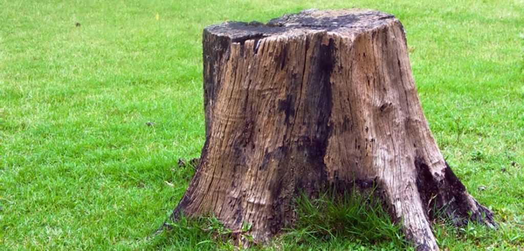 4x4 Truck Vs Tree - Watch What Happens Next