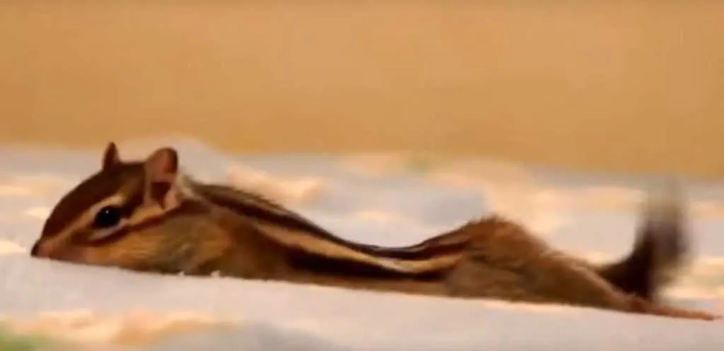 Cutest Chipmunk Ever Plays Around In Comfy Bed Sheets