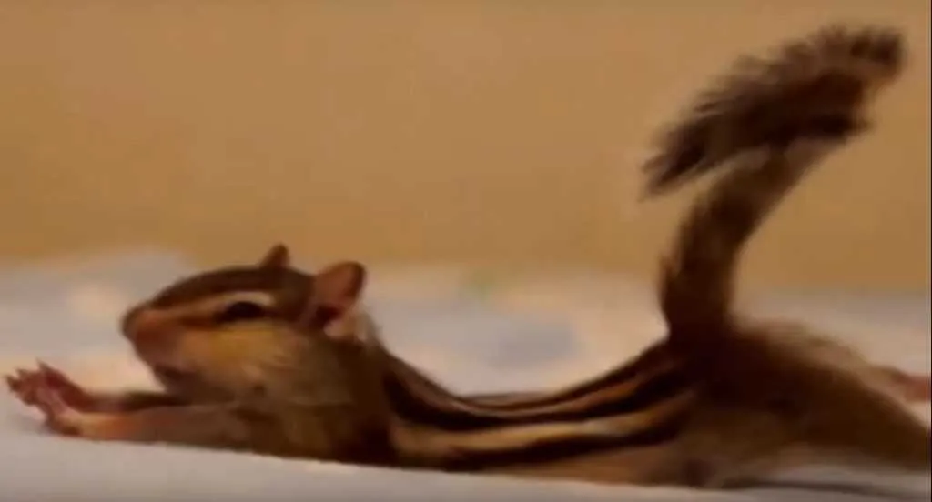 Cutest Chipmunk Ever Plays Around In Comfy Bed Sheets