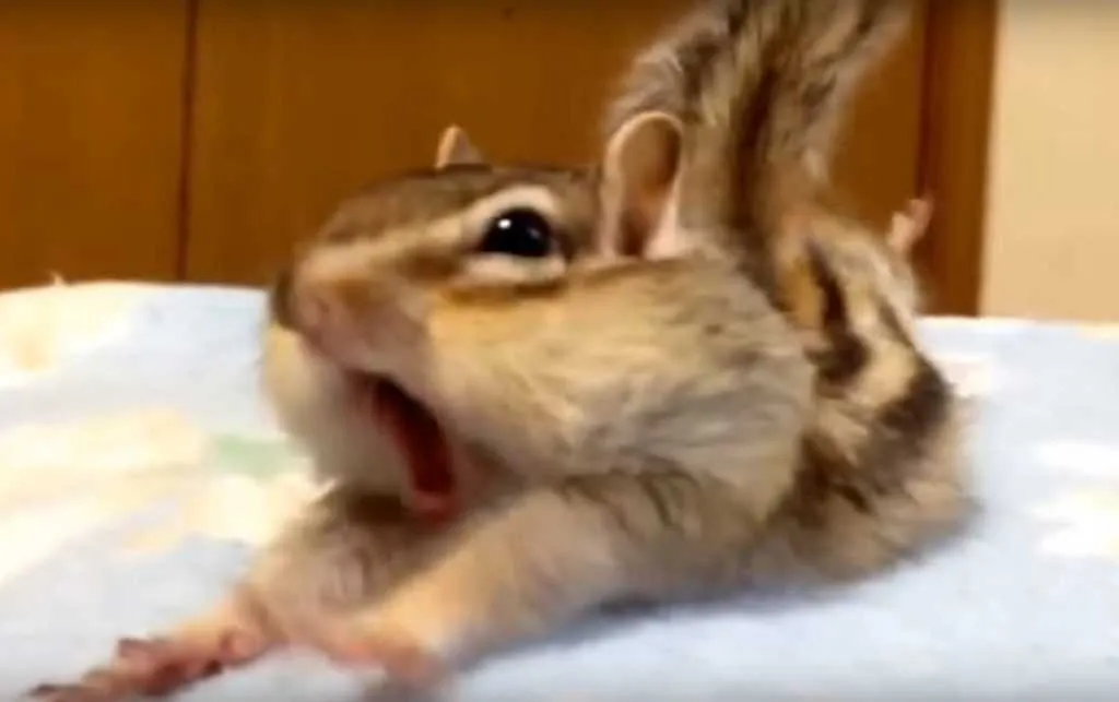 Cutest Chipmunk Ever Plays Around In Comfy Bed Sheets