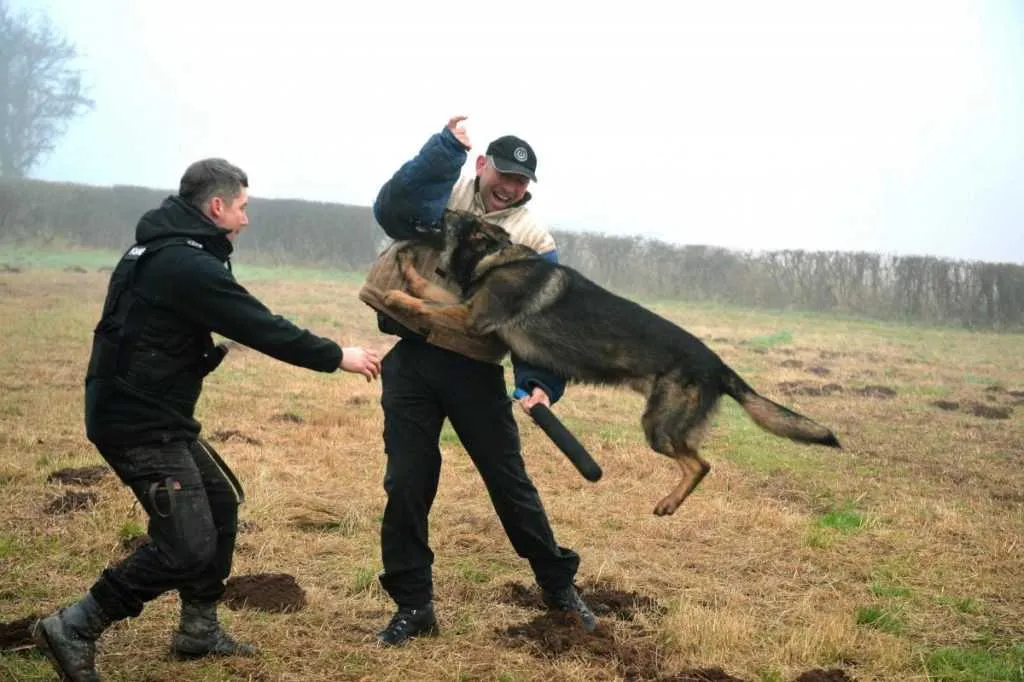 Tiny Pooch Becomes Internet Sensation After Saving Police Officer’s Life