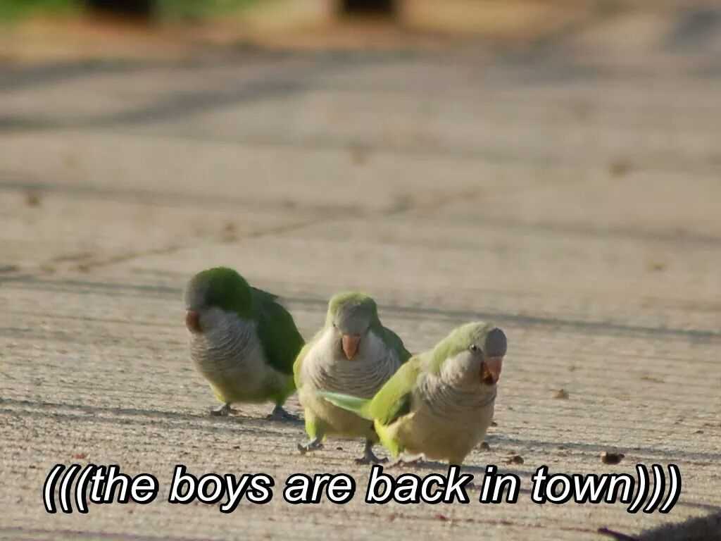 36 Funny Bird Memes