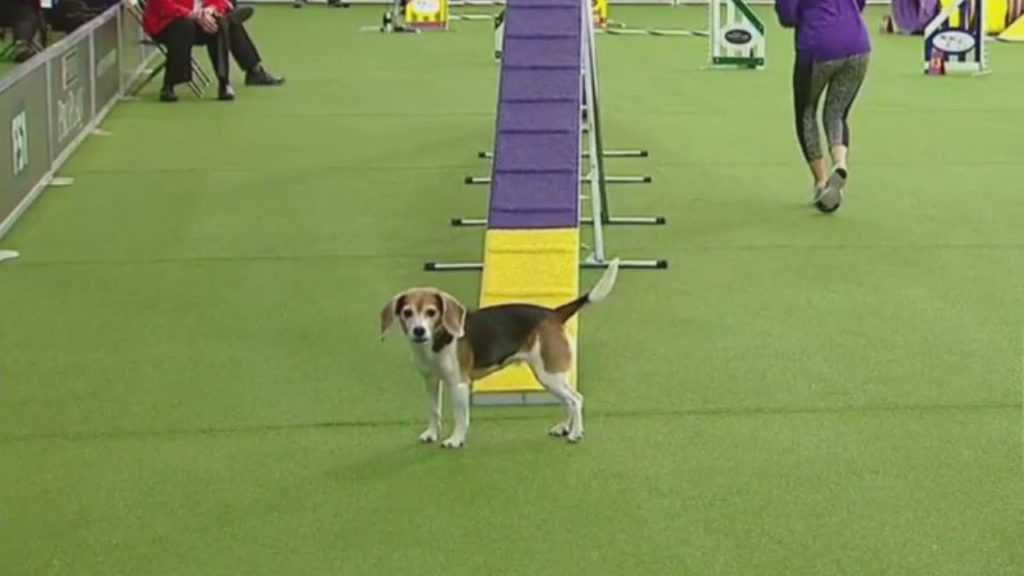 38 Funniest Memes About Dog Shows