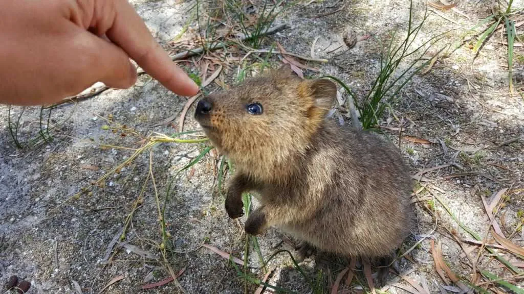 30 Funny Quokka Pictures That Will Make You Book A Flight To Australia ...