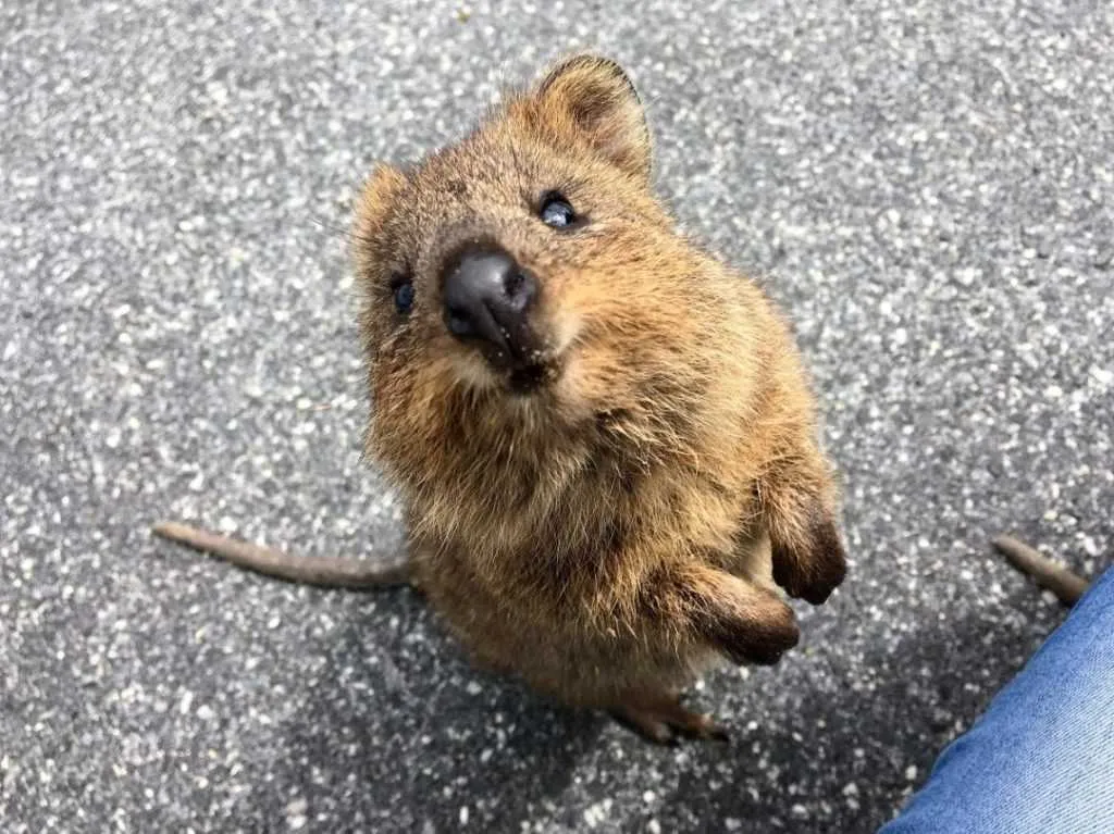 30 Funny Quokka Pictures That Will Make You Book A Flight To Australia ...