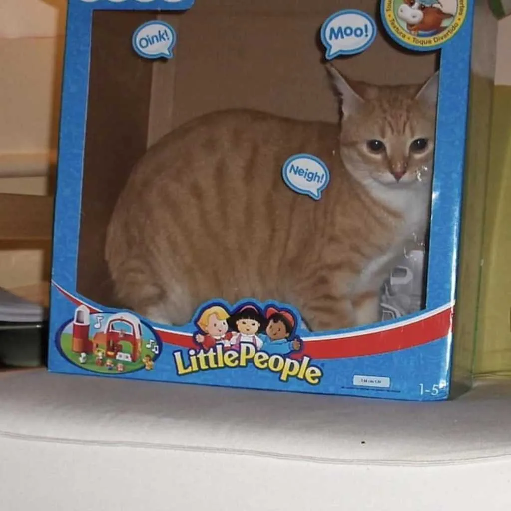 20 Funny Pictures Of Box-Loving Cats