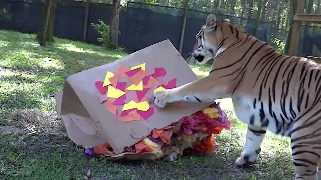 20 Funny Big Cats Who Love Cardboard Boxes Too