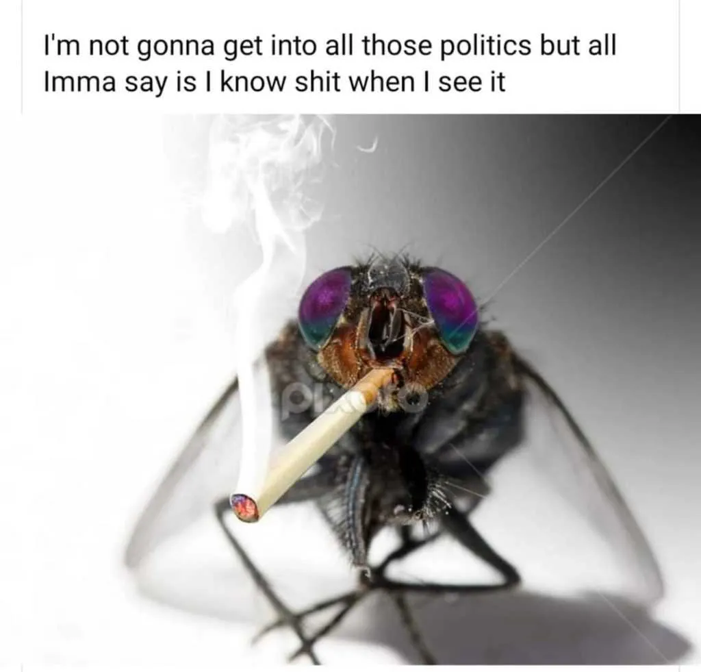 30 Hilarious VP Debate Fly Memes Because Pence Was Outshined By A Fly