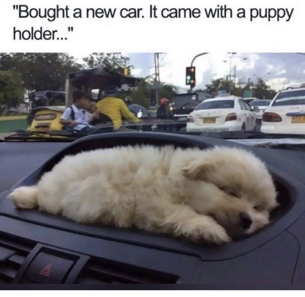 30 Adorable Dog Memes To Laugh At