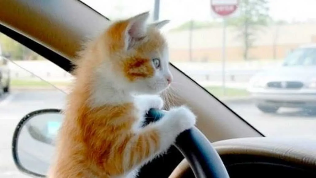 18 Funny Orange Cats