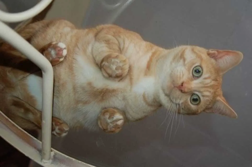 30 Hilarious Photos Of Cats On Glass Tables | The Funny Beaver