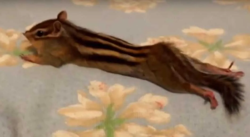 Cutest Chipmunk Ever Plays Around In Comfy Bed Sheets