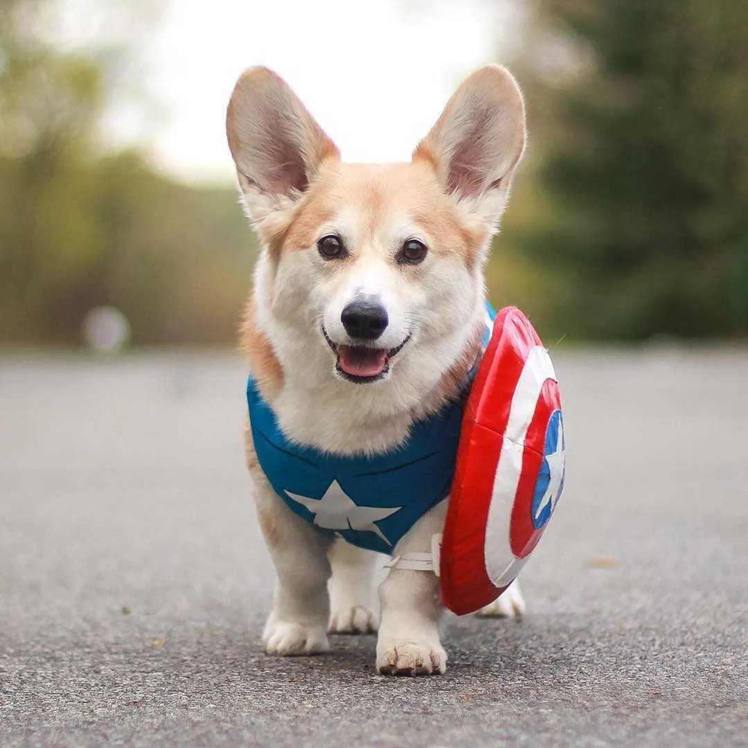 20 Corgi Pictures That Show Corgis Are The Best Dogs Ever