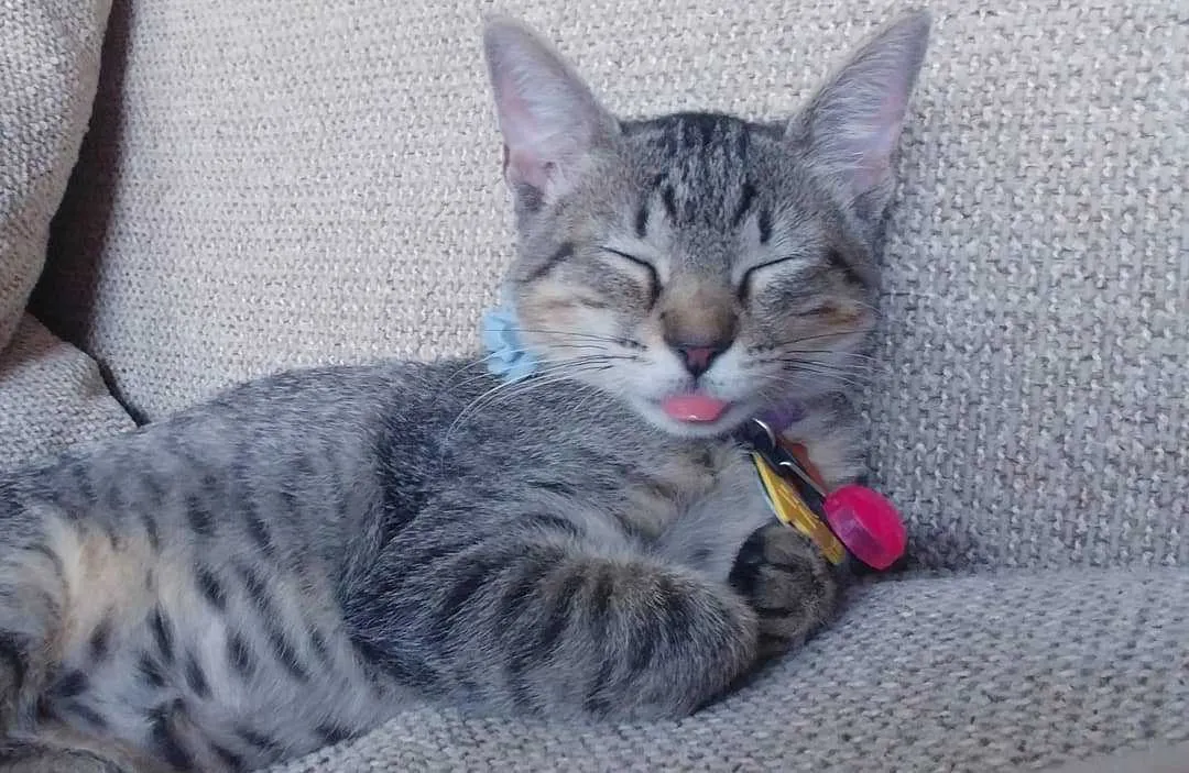 41 Funny Cats And Other Animals Who Just Have To Show You Their Bleps