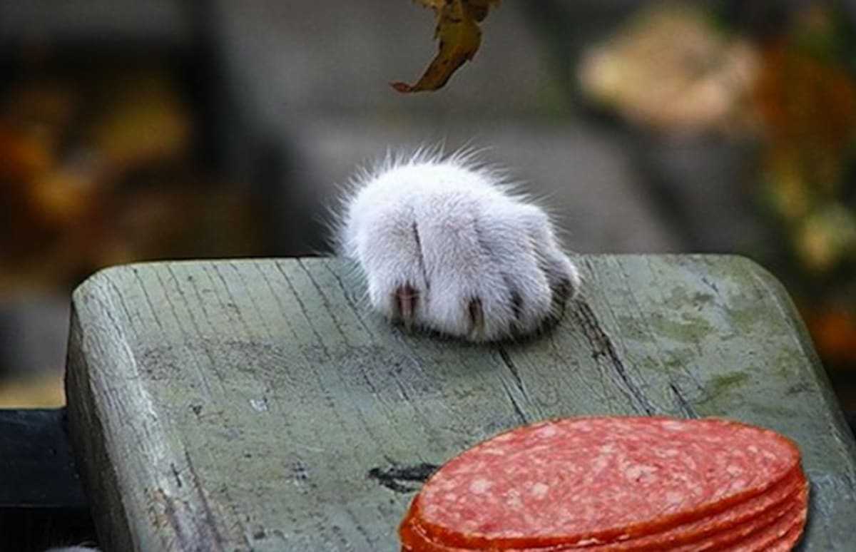 15 Funny Animals Who Just Want To Eat Your Food