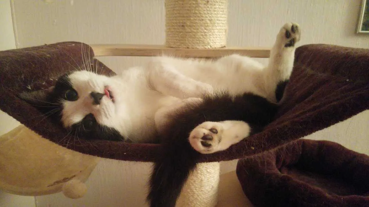 41 Funny Cats And Other Animals Who Just Have To Show You Their Bleps