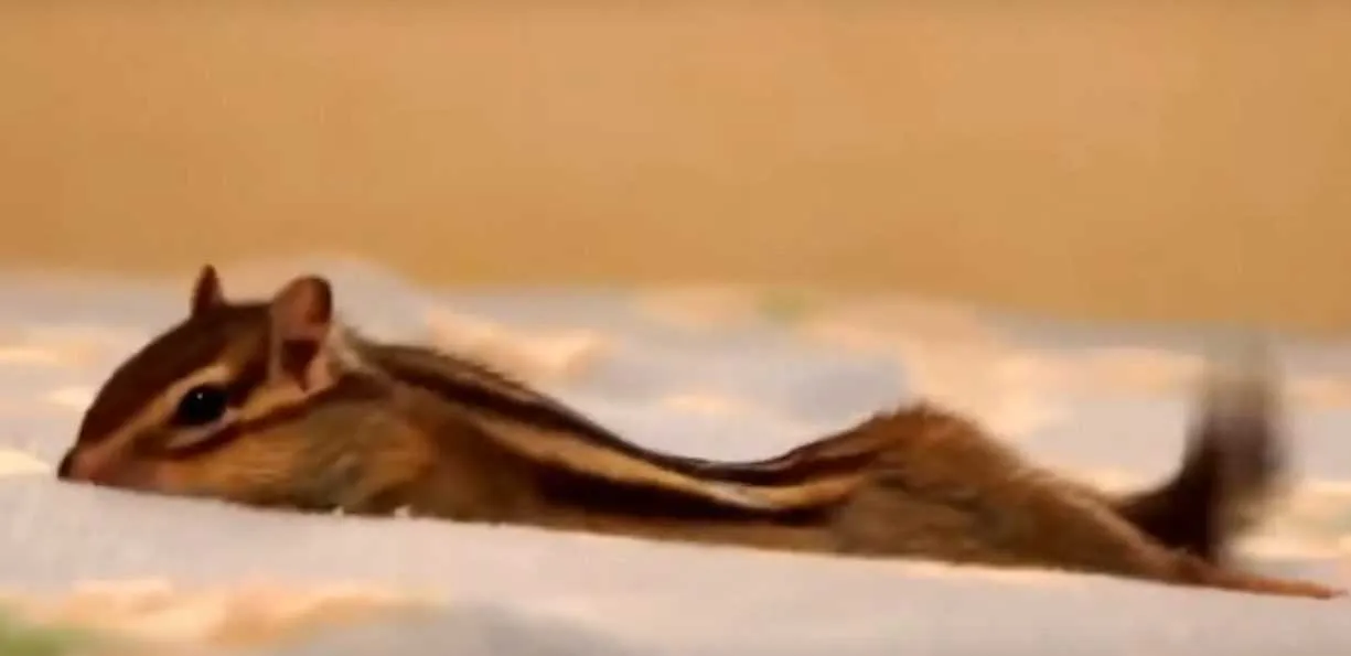 Cutest Chipmunk Ever Plays Around In Comfy Bed Sheets