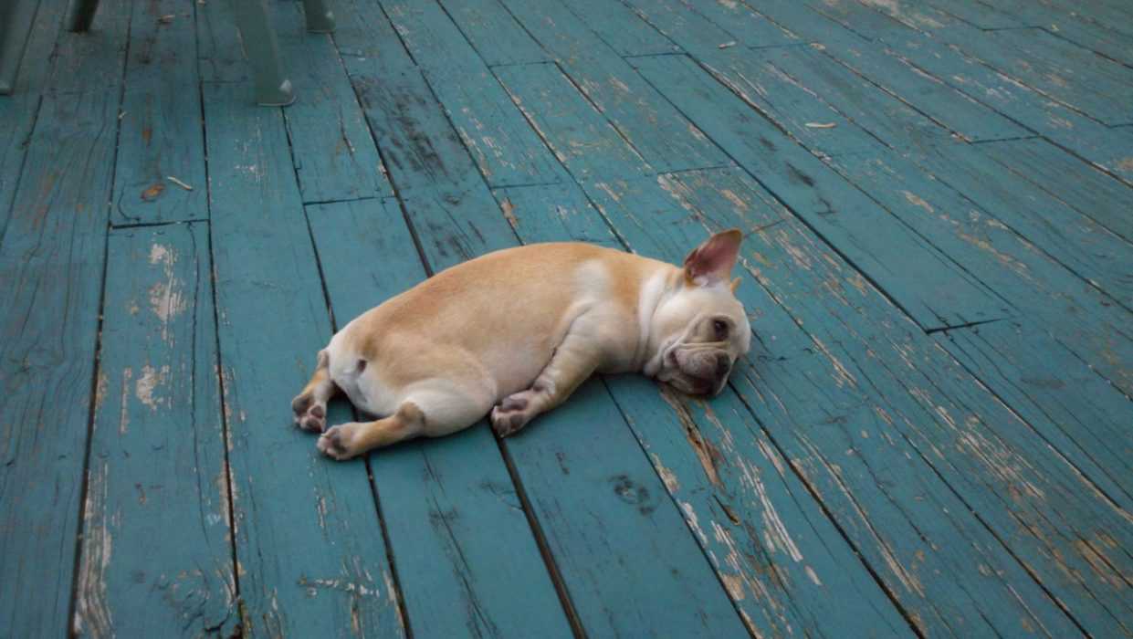 16 Cutest Animal Pictures That Are The Epitome Of Laziness
