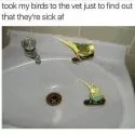 30 Great Bird Memes That Show Just How Superior Birds Are