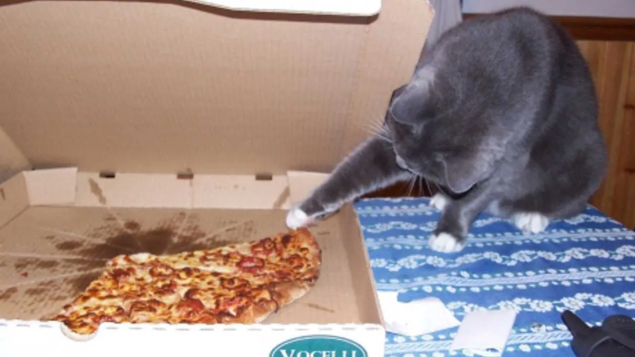 15 Funny Animals Who Just Want To Eat Your Food