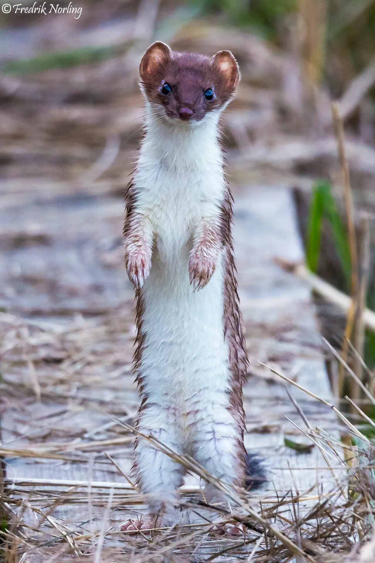 25 Stoat Pictures Because They're The Cutest Little Predators