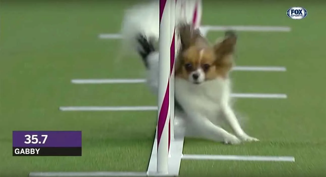 38 Funniest Memes About Dog Shows