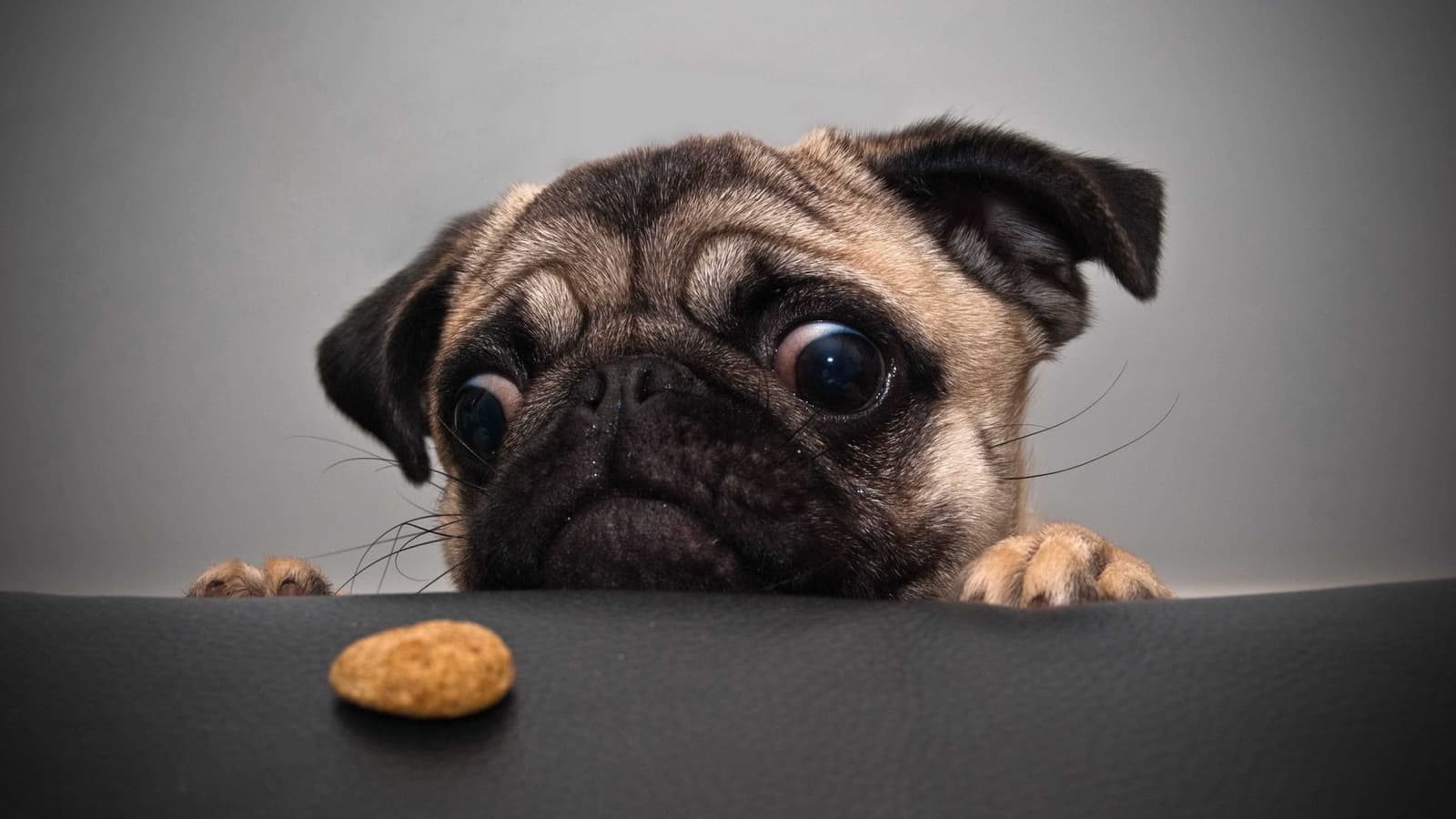 15 Funny Animals Who Just Want To Eat Your Food