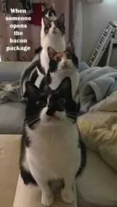 43 Funny Bacon Images Just For Bacon Lovers | The Funny Beaver