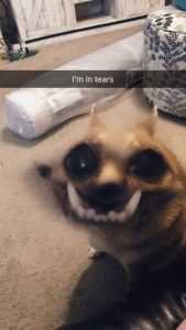 22 Hilarious Dog Snapchats | The Funny Beaver