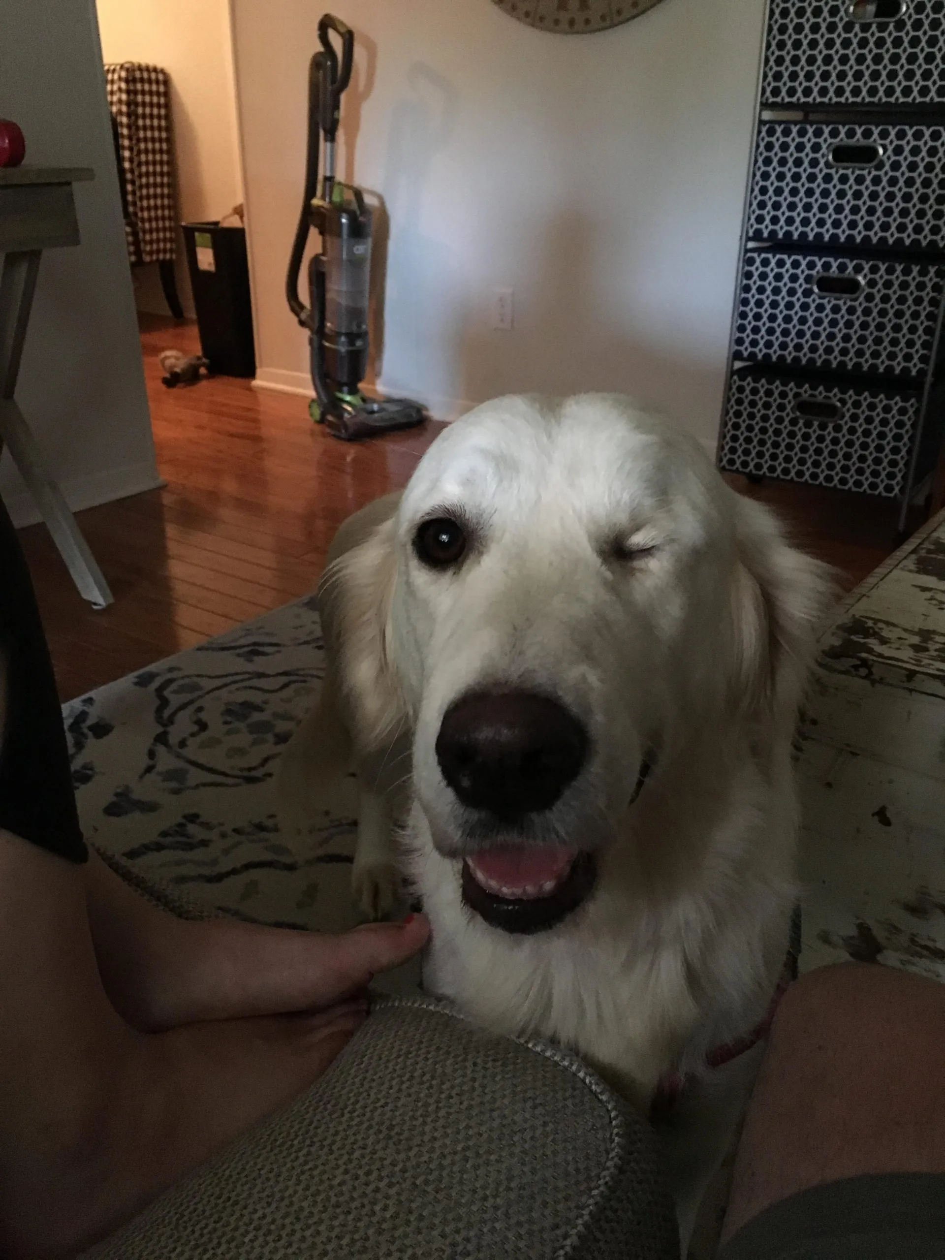 34 Priceless Pictures Of Cute Smiling Dogs