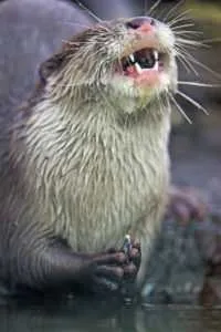 21 Funny Pictures Of Otters