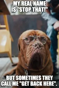 15 Extremely Funny Pet Memes To Improve Your Day