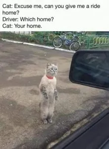 30 Hilarious Cat Posts And Memes
