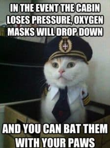30 Frisky Cat Memes You Must See