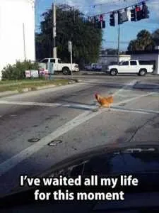 36 Funny Pictures That Will Make You LOL | The Funny Beaver